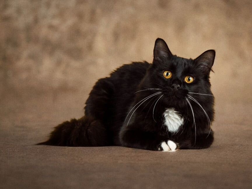 Черный кот, добрый