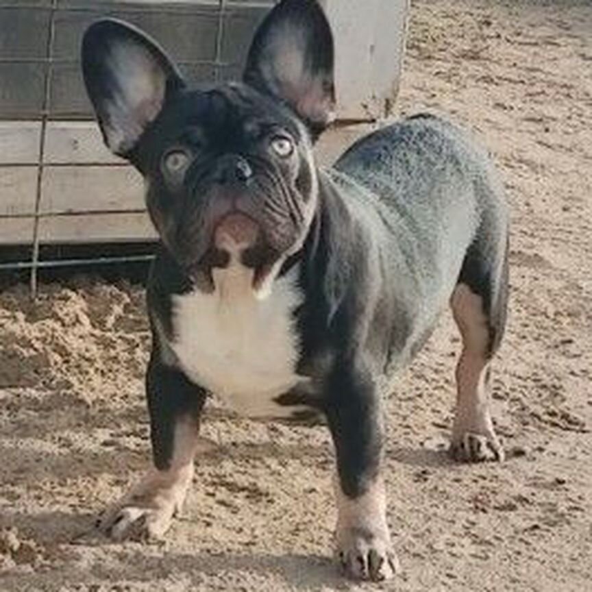 Французский бульдог, щенок