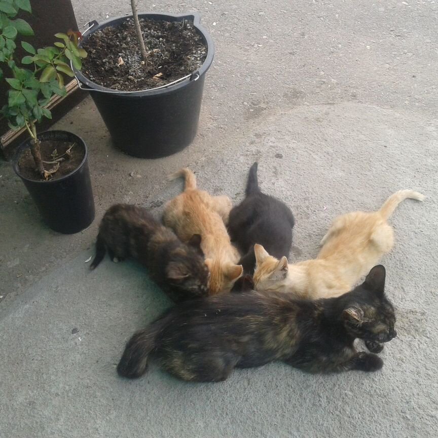 Котята очень хотят домой 4 месяца