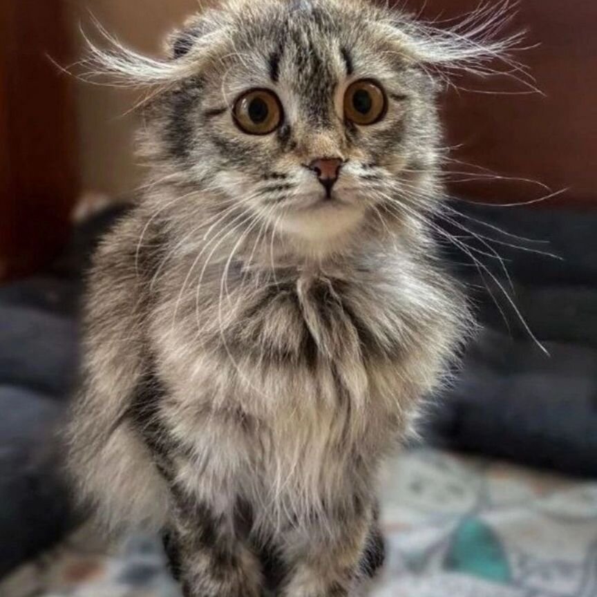 Кошечка Кларисса вислоушка
