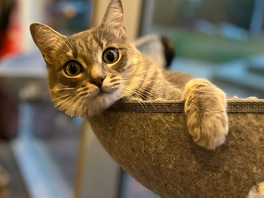 Стерилизованная кошечка