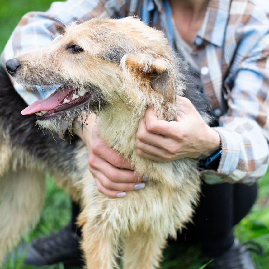 Собака в добрые руки