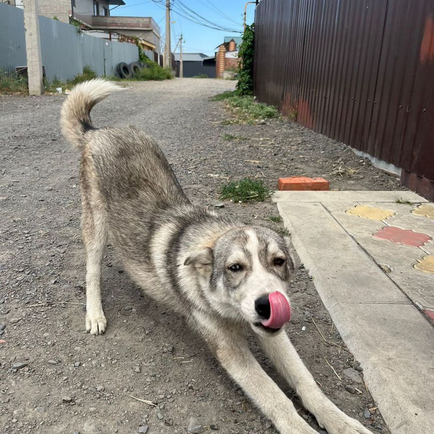 Сибирский хаски