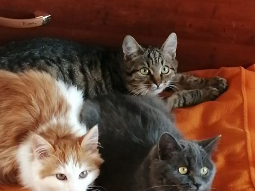 Котята подростки в добрые руки