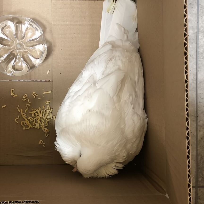 Найден голубь, район аэропорт