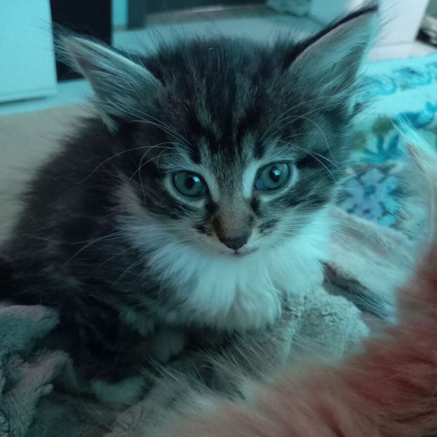 Котята в добрые руки бесплатно