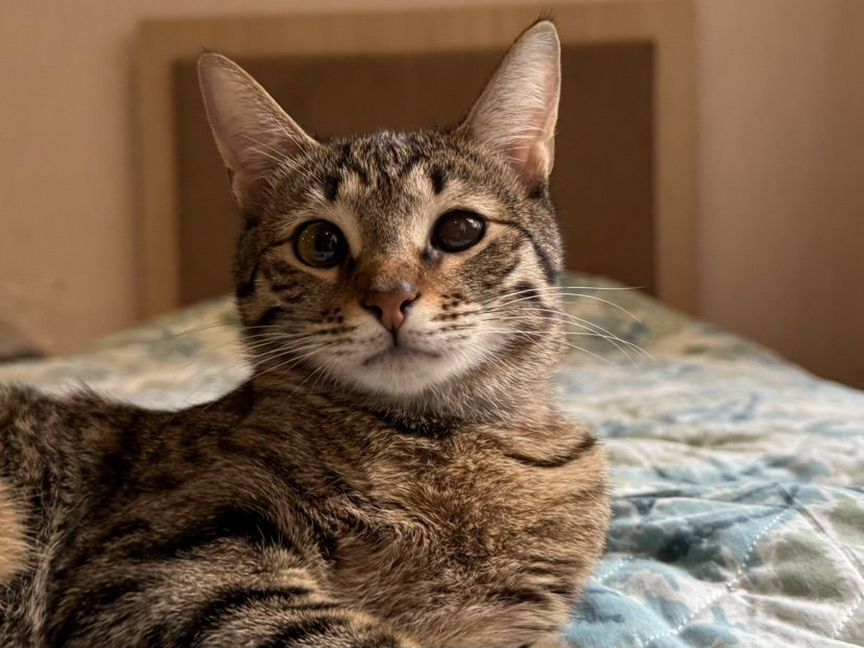 Кошечка метис европейской