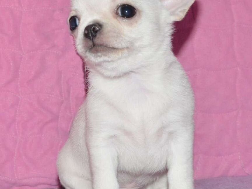 Щенки чихуахуа большой выбор окрасов