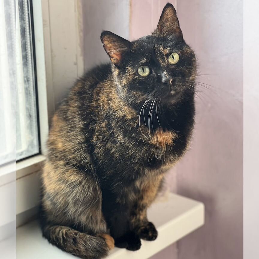 Молли ищет дом