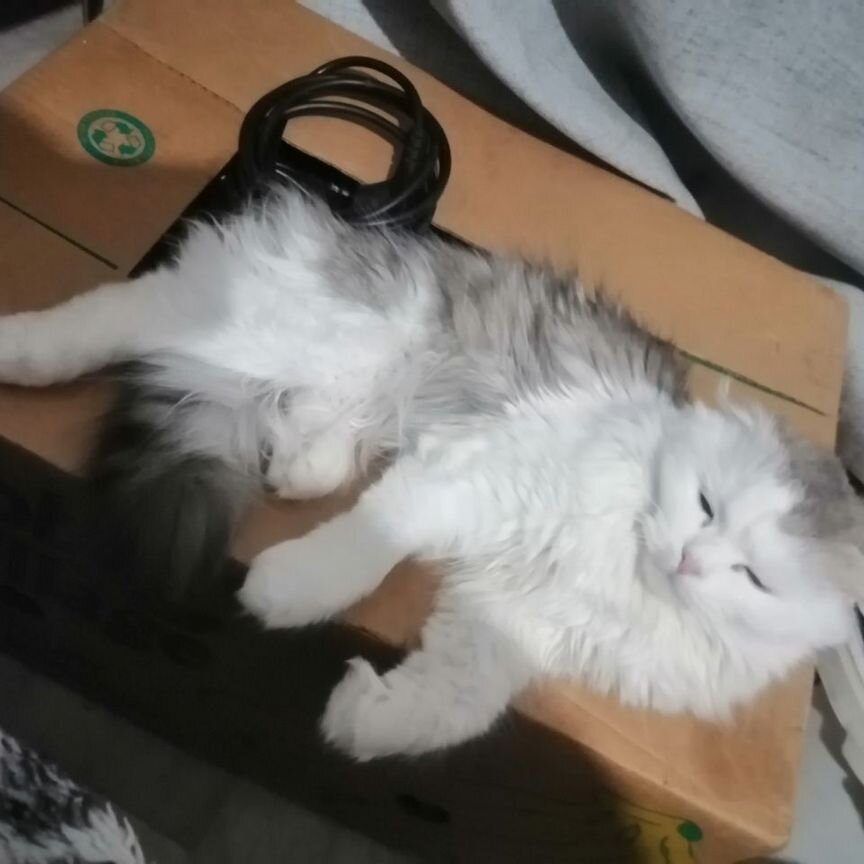 Отдам в хорошие руки кошку