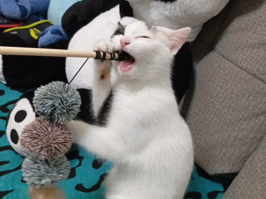 Турецкая короткошерстная кошка (анатолийская)