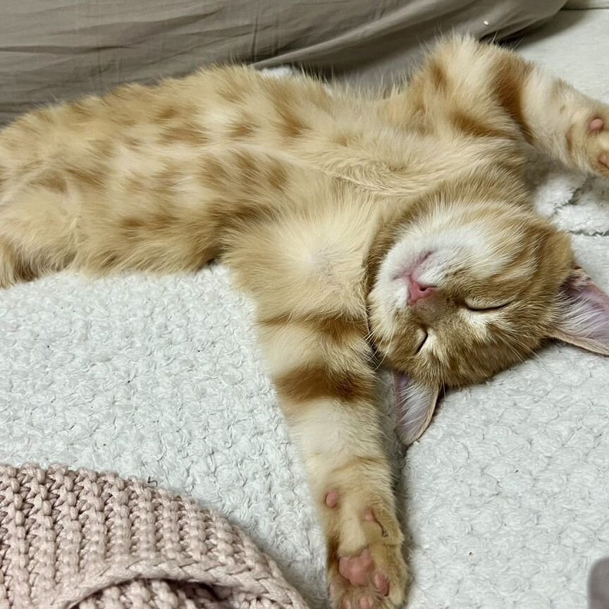 Рыжий котенок ищет дом