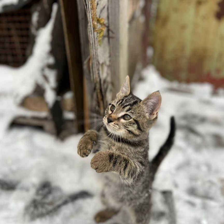 Котик 3 мес