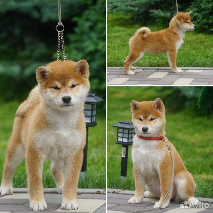 Сиба ину девочка шоу класса