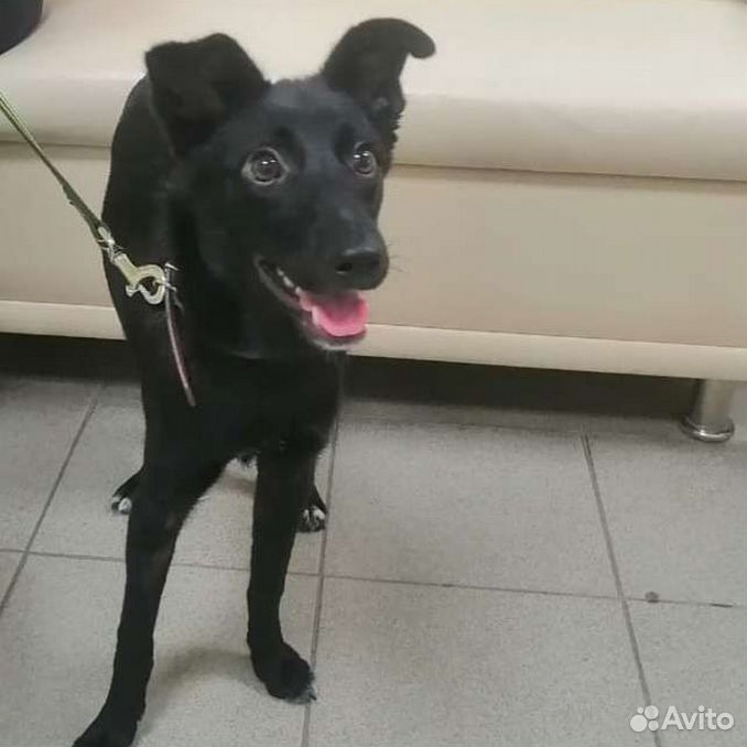 Щенок 6 месяцев Линда стерилизована, доставкой