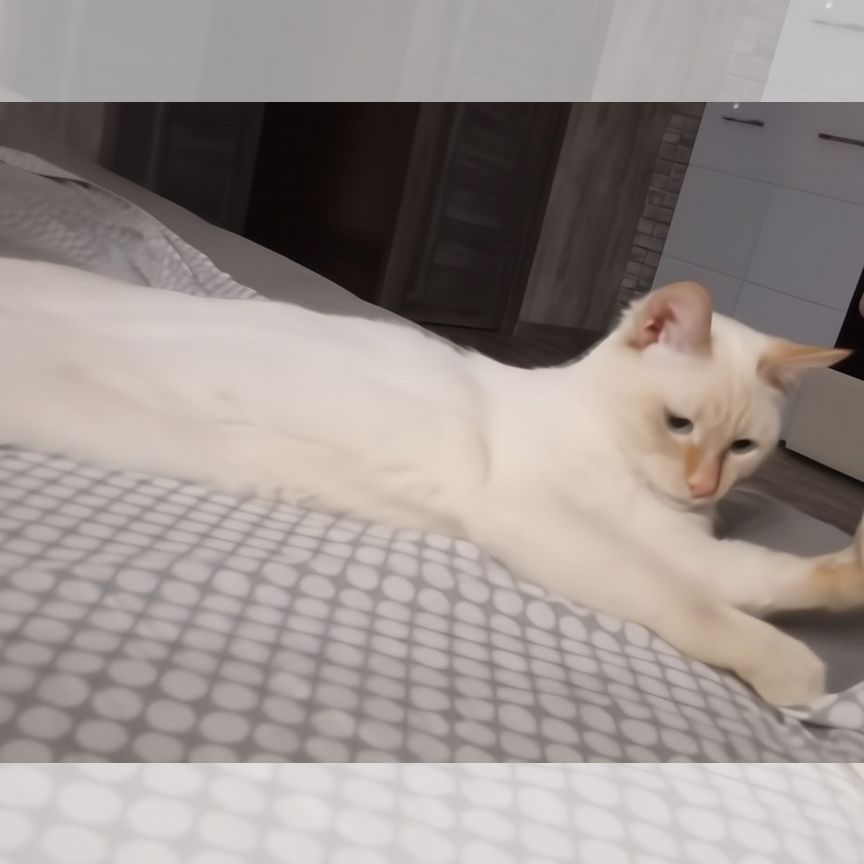 Тайский, взрослый кот