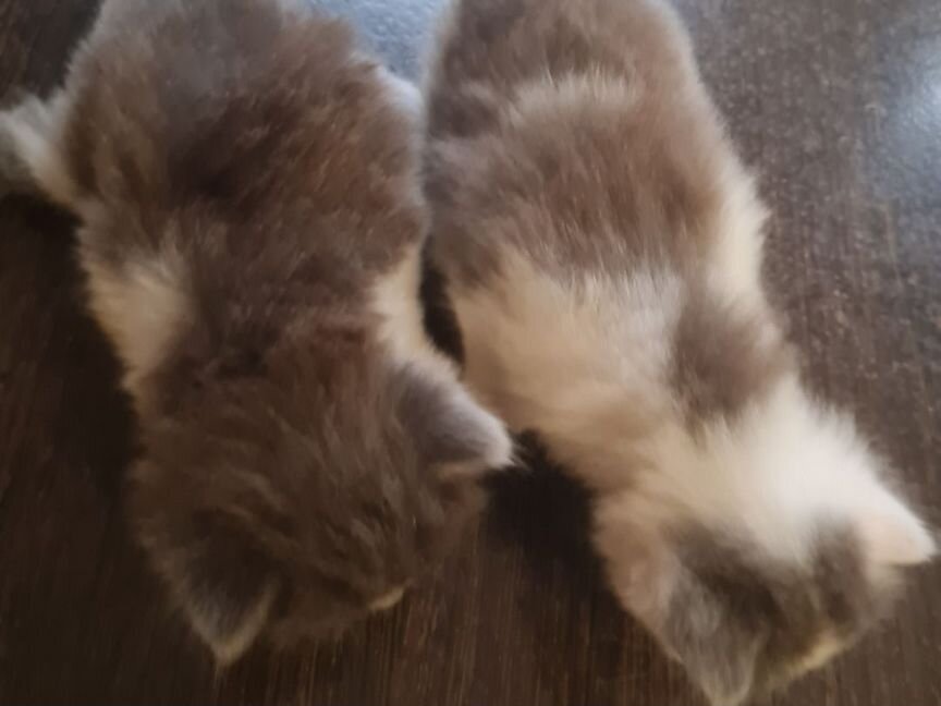 Сиямские котята