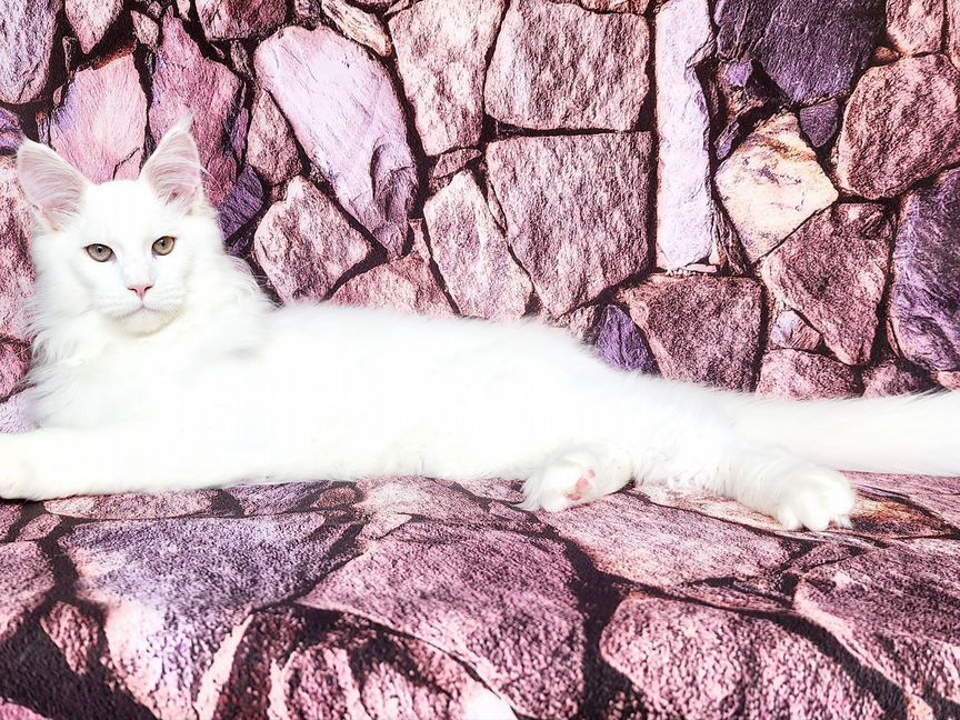Котята мейн-кун