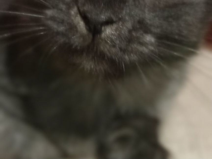 Малышка-вислоушка ищет новую избушку