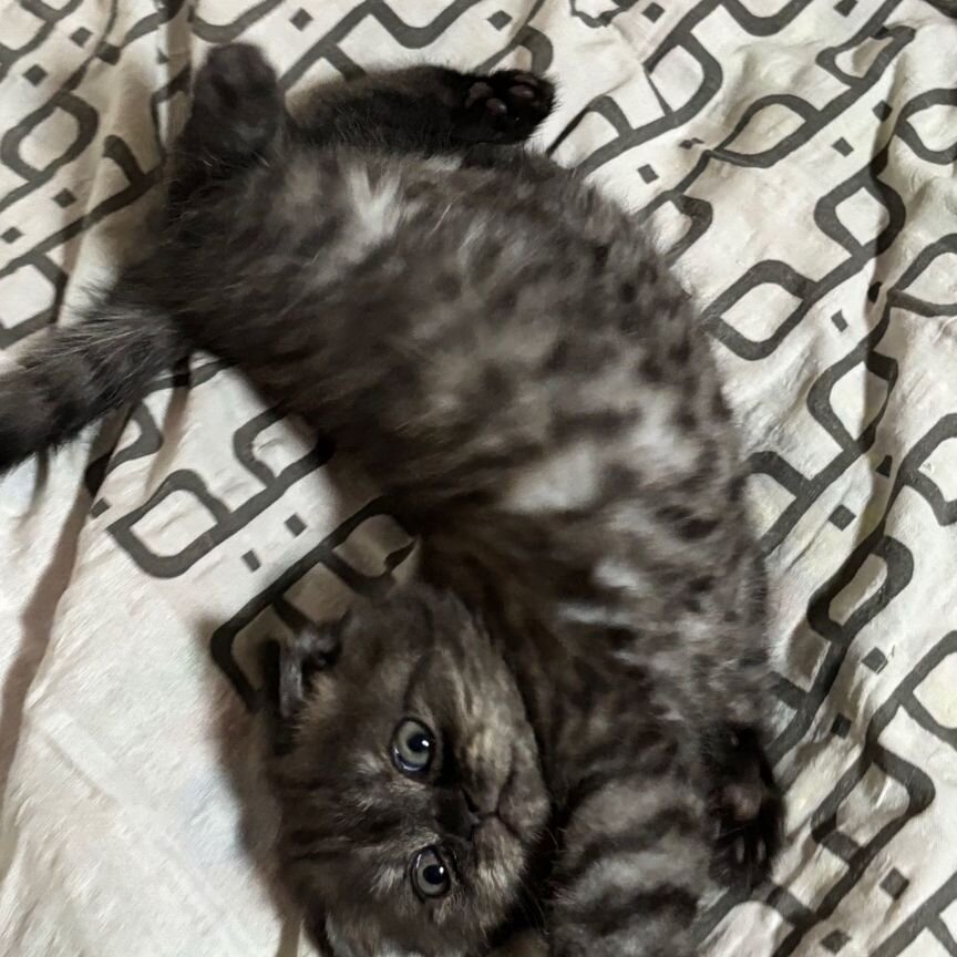 Шотландские вислоухие котята