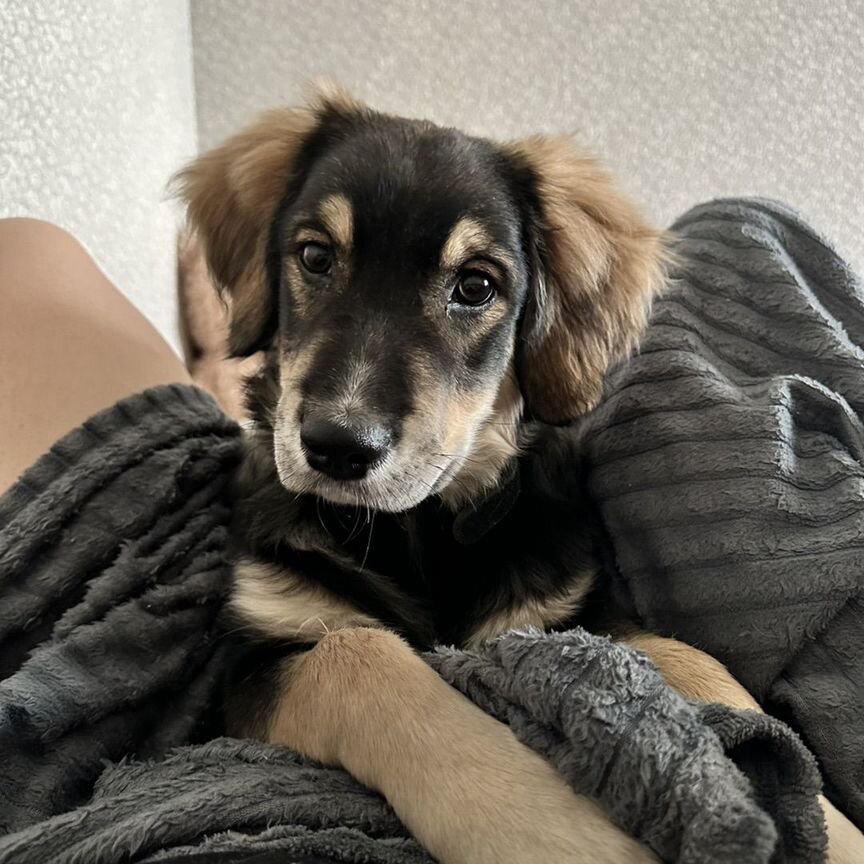 Щенок в добрые руки