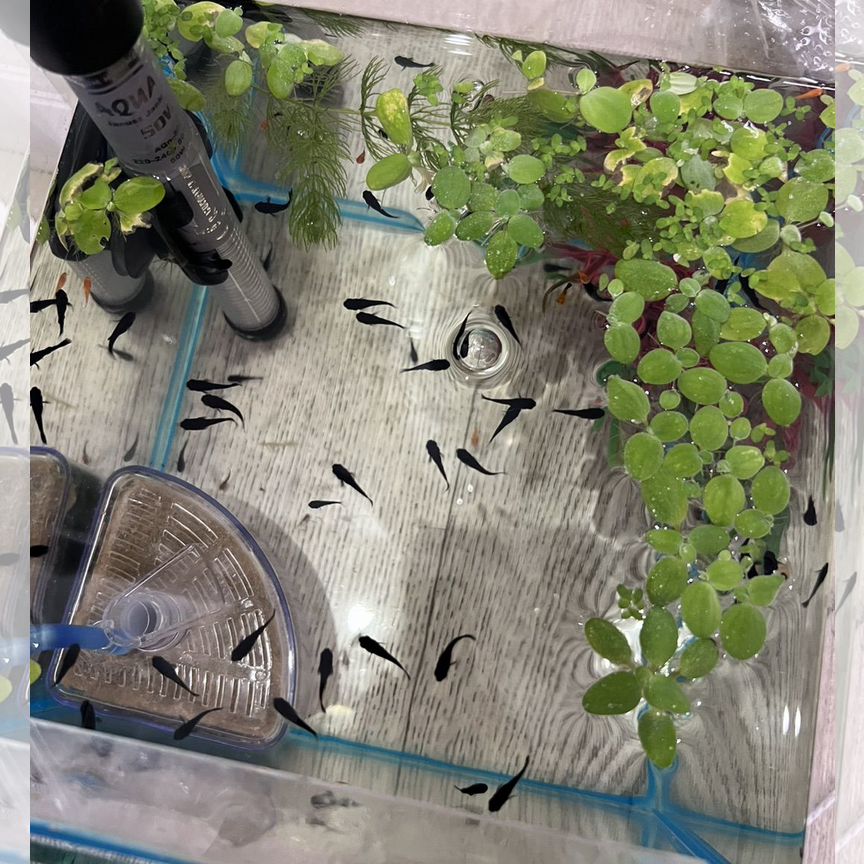 Продам мальков моллинезии