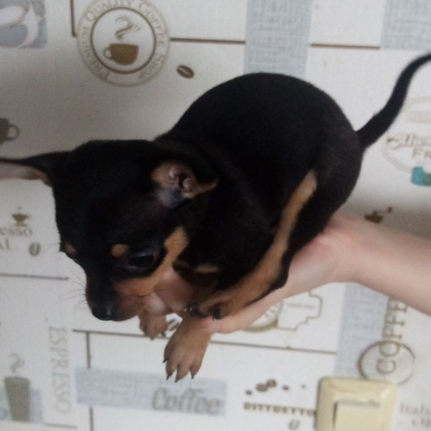 Русский той-терьер, щенок