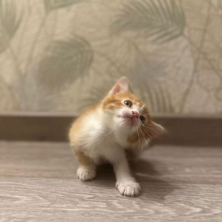 Котята от домашней кошки