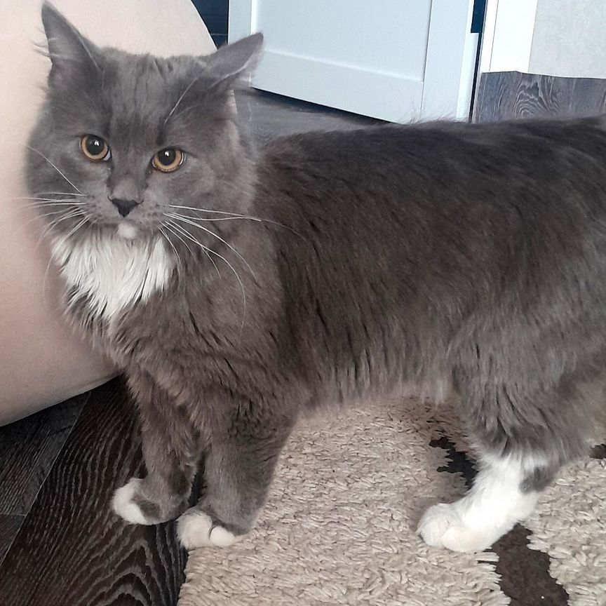 Нибелунг котёнок