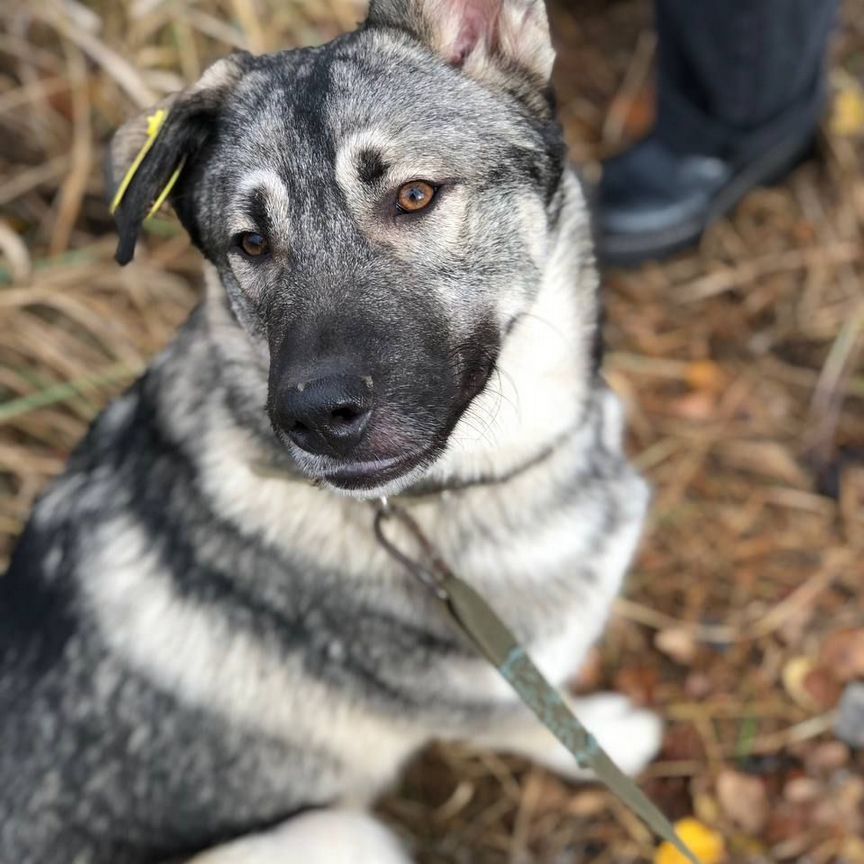 Добрыня в добрые руки