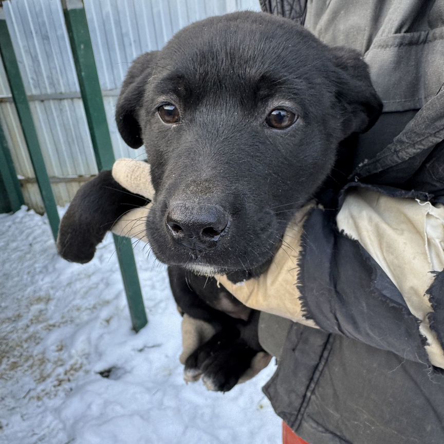 Машенька - щенок из приюта - ищет дом