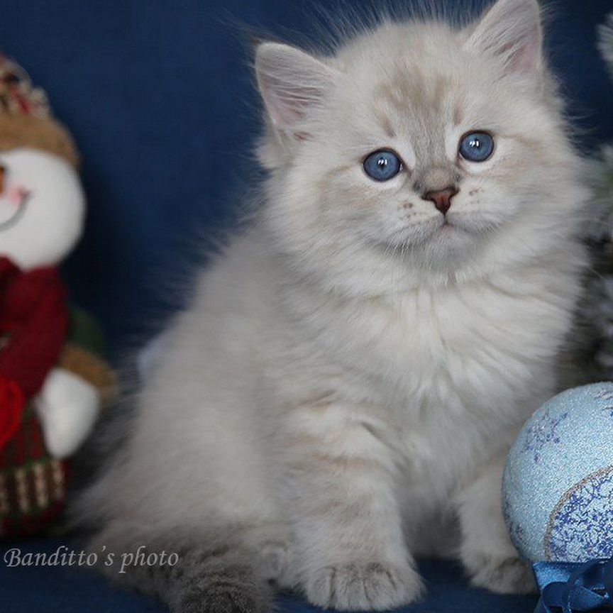 Сибирский котёнок