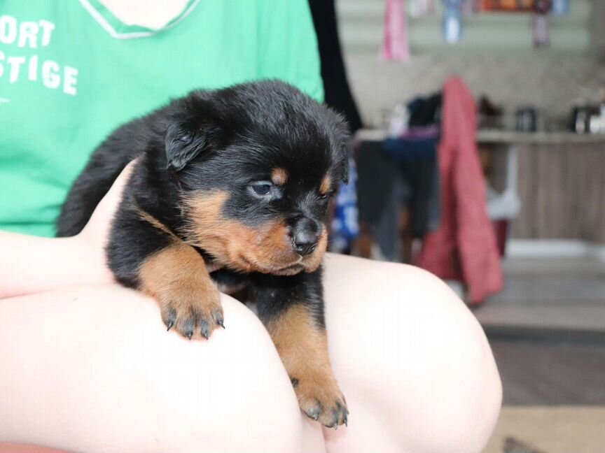 Ротвейлера мальчуган