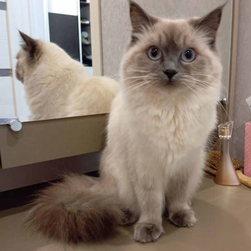 Кошечка невская маскарадная ищет жениха