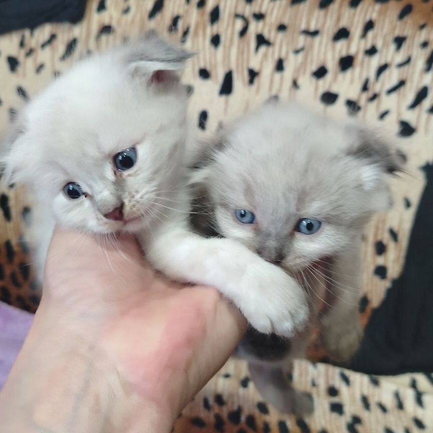 Котята в добрые руки 1 месяц