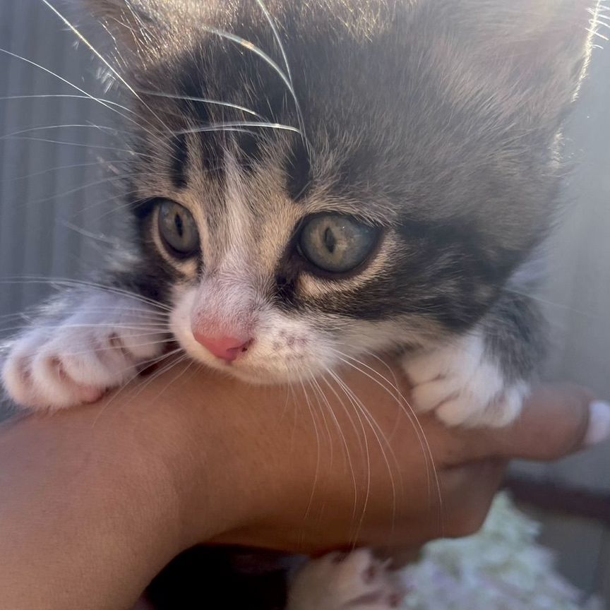 Котята от мамы Сибирки