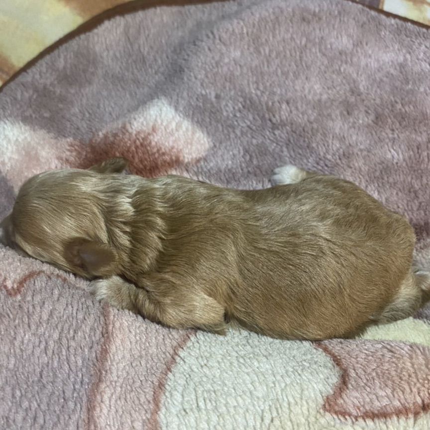 Щенок мальтипу f1 мини