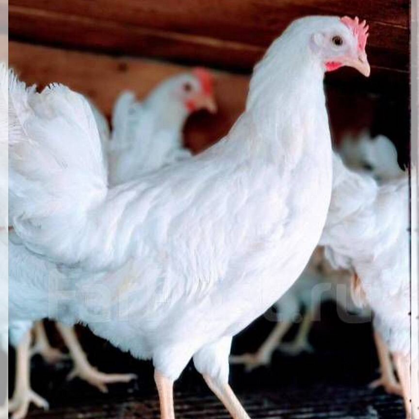 Продам молодых несушек