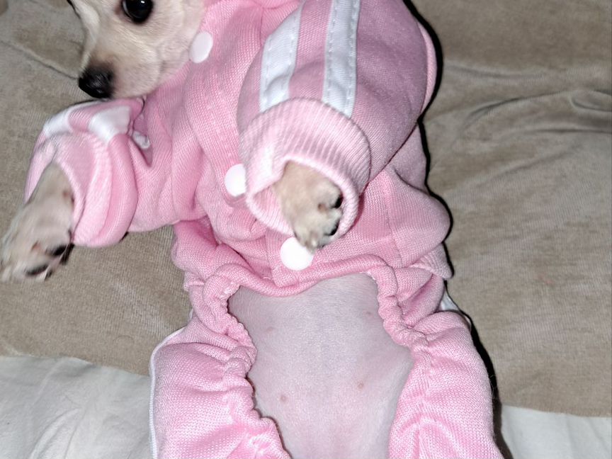 Тойчик. Лиза. Миник