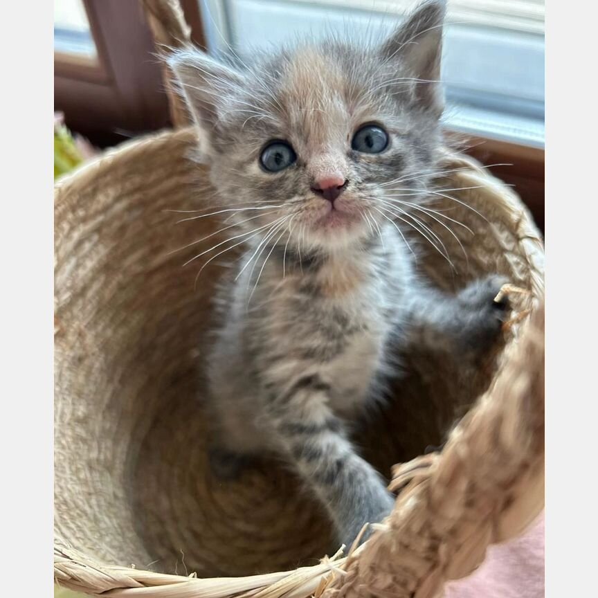 Котёнок девочка Голубика