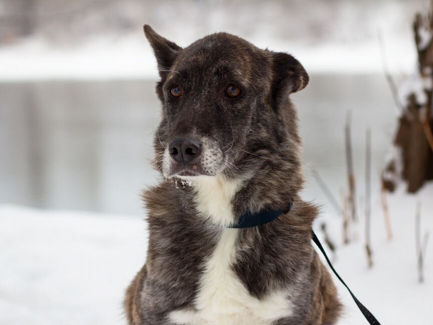 Спокойная собака из приюта