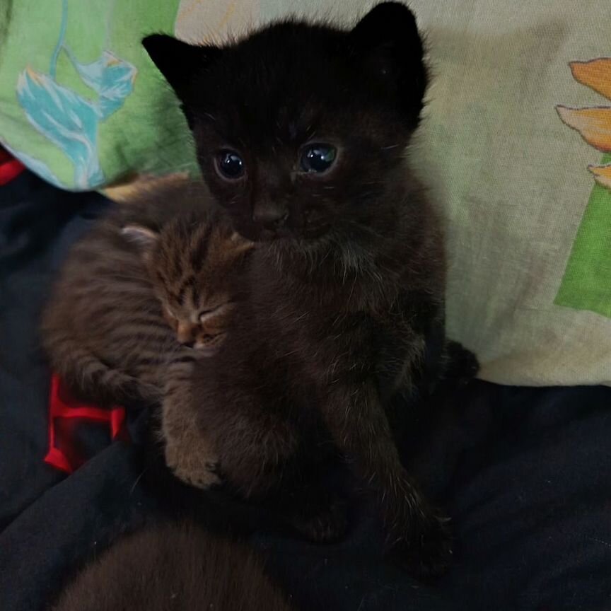 Отдам котёнка в добрые руки. Дата рождения 26.08