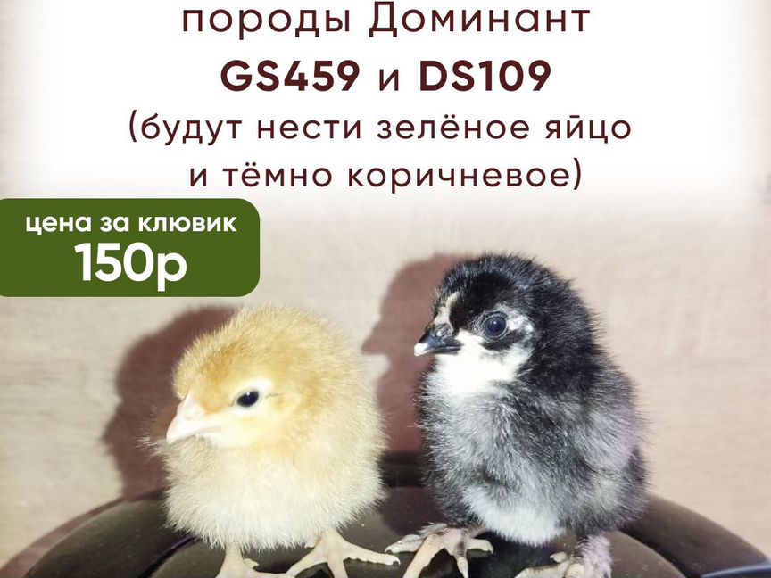 Продам цыплят Доминант DS109, GS459