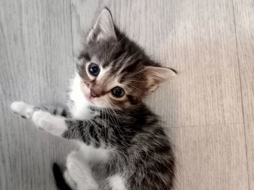 Отдам котят в добрые и ответственные руки)