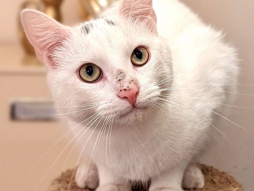 Котик Карасик, 11 мес (приют «Кошкин дом«)