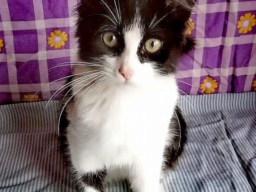 Котенок Симочка 3 мес