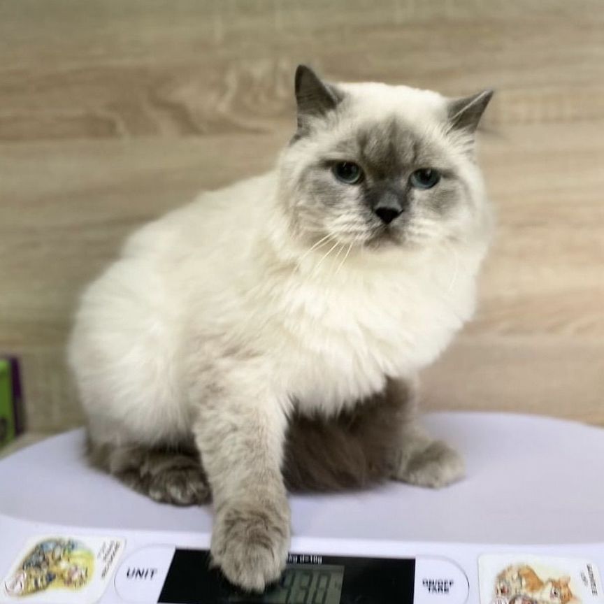 Кот в добрые руки