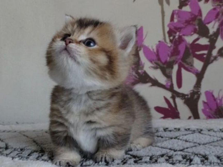 Котята манчкин