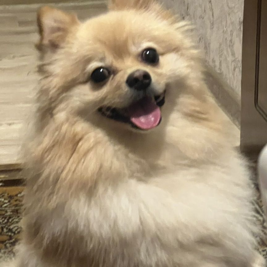 Немецкий шпиц