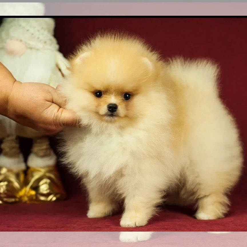 Померанский шпиц, щенок